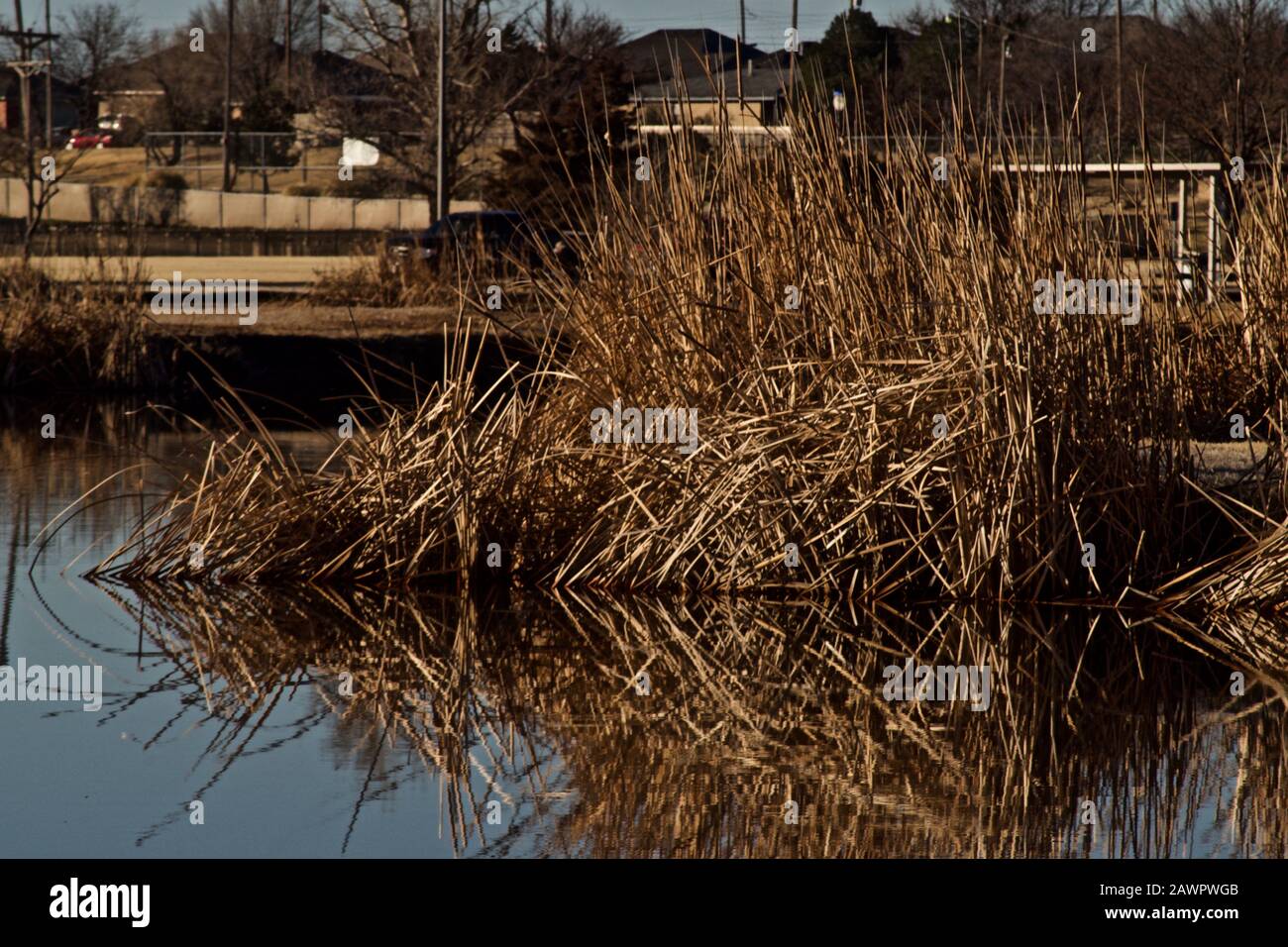 Cattails pond hi-res stock photography and images - Alamy