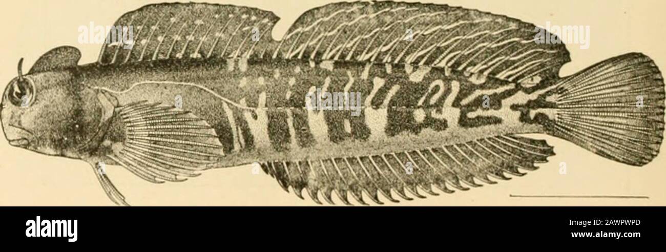 Tide marks on rocks hi-res stock photography and images - Alamy