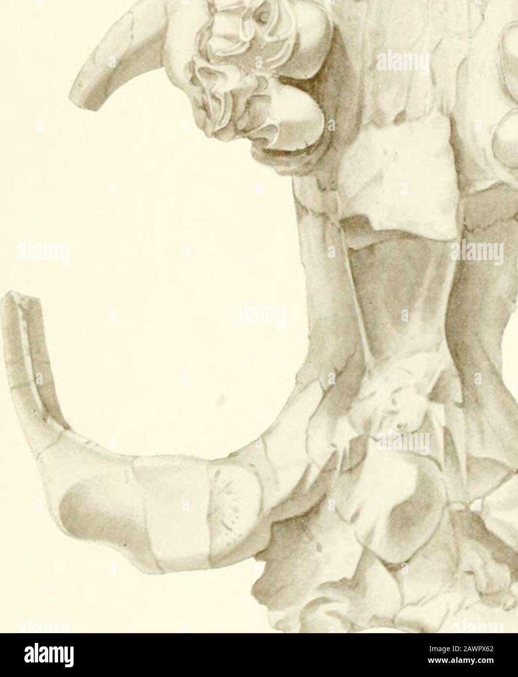 Trogosus hi-res stock photography and images - Alamy