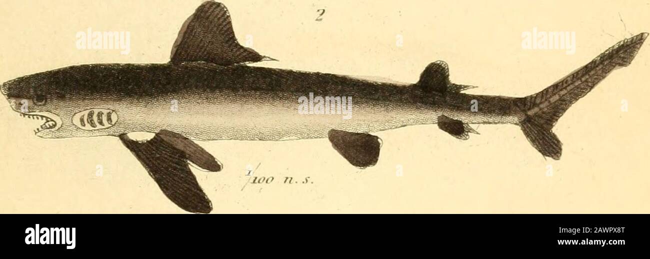 The animal kingdom, arranged according to its organization, serving as ...