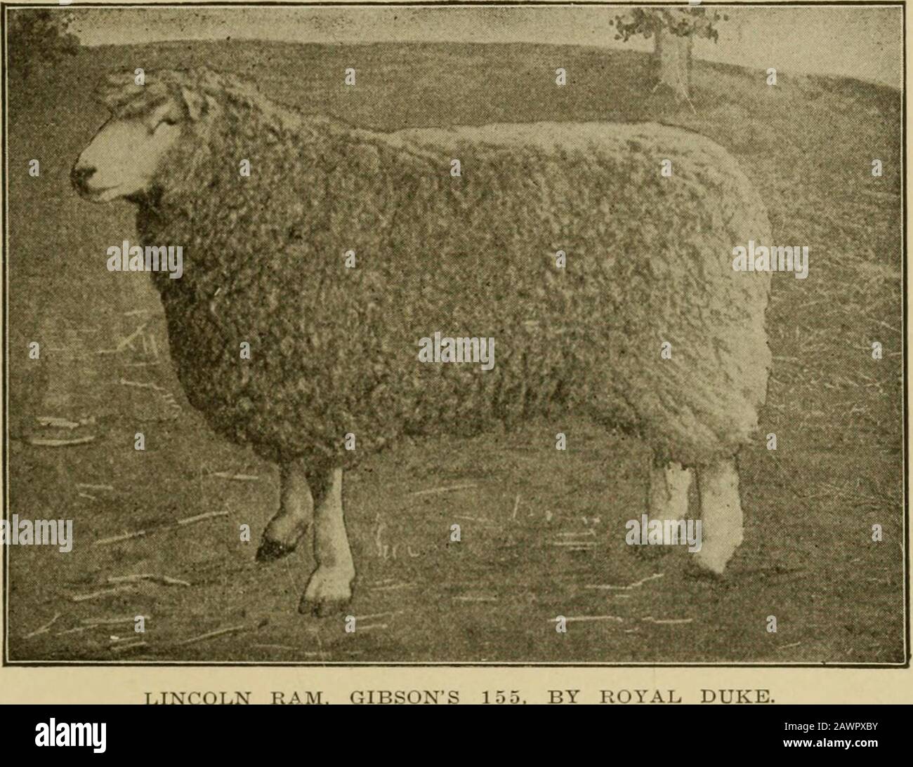 Highland cattle owner farmer hi-res stock photography and images - Alamy