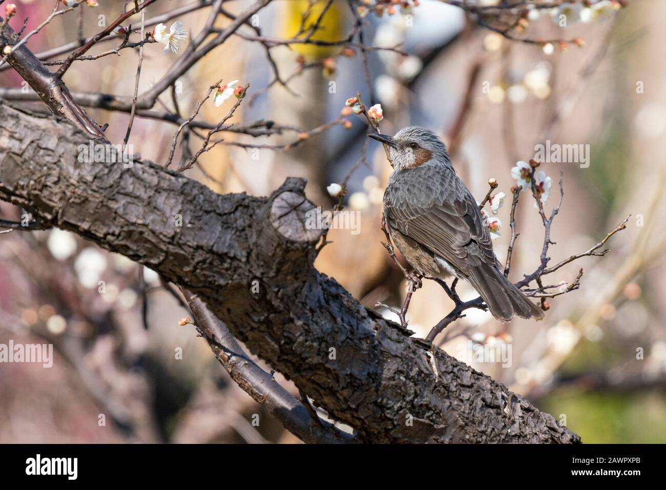 Brown-eared bulbul on plum tree, Ume Festival, Hanegi Park, Setagaya-Ku ...