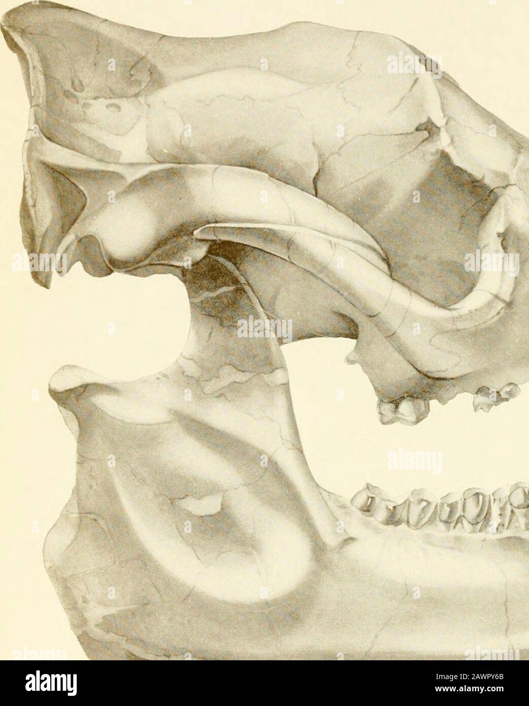 Skuul hi-res stock photography and images - Alamy