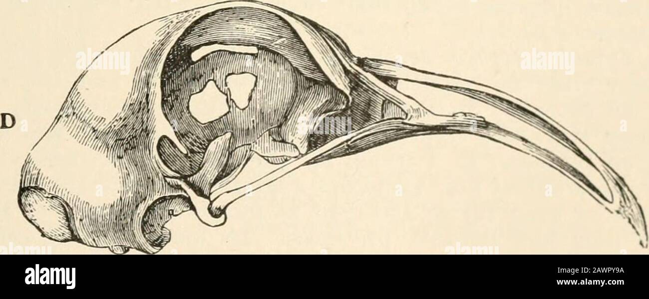 Pigeon bones hi-res stock photography and images - Alamy