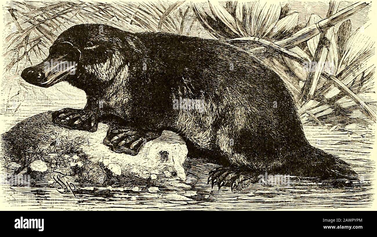 All about animalsFacts, stories and anecdotes . TWO-TOED SLOTH. THE ...