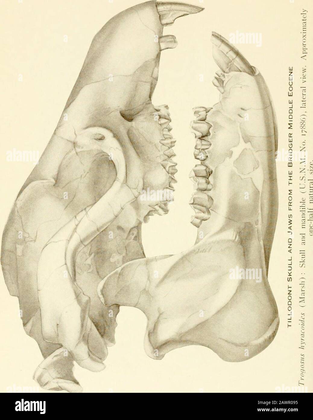 Trogosus hi-res stock photography and images - Alamy