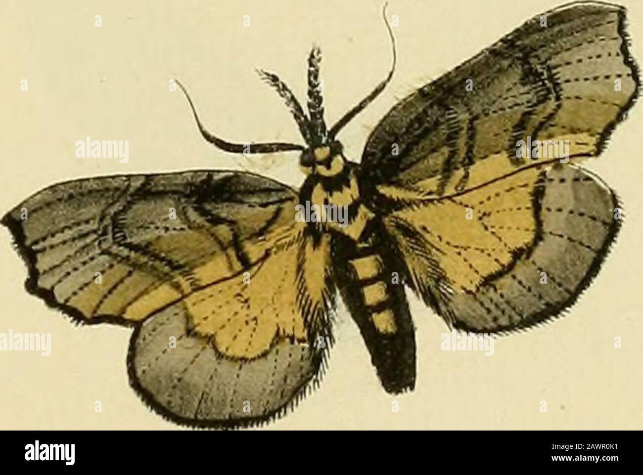 Zuträge zur Sammlung exotischer Schmetterlinge : bestehend in ...