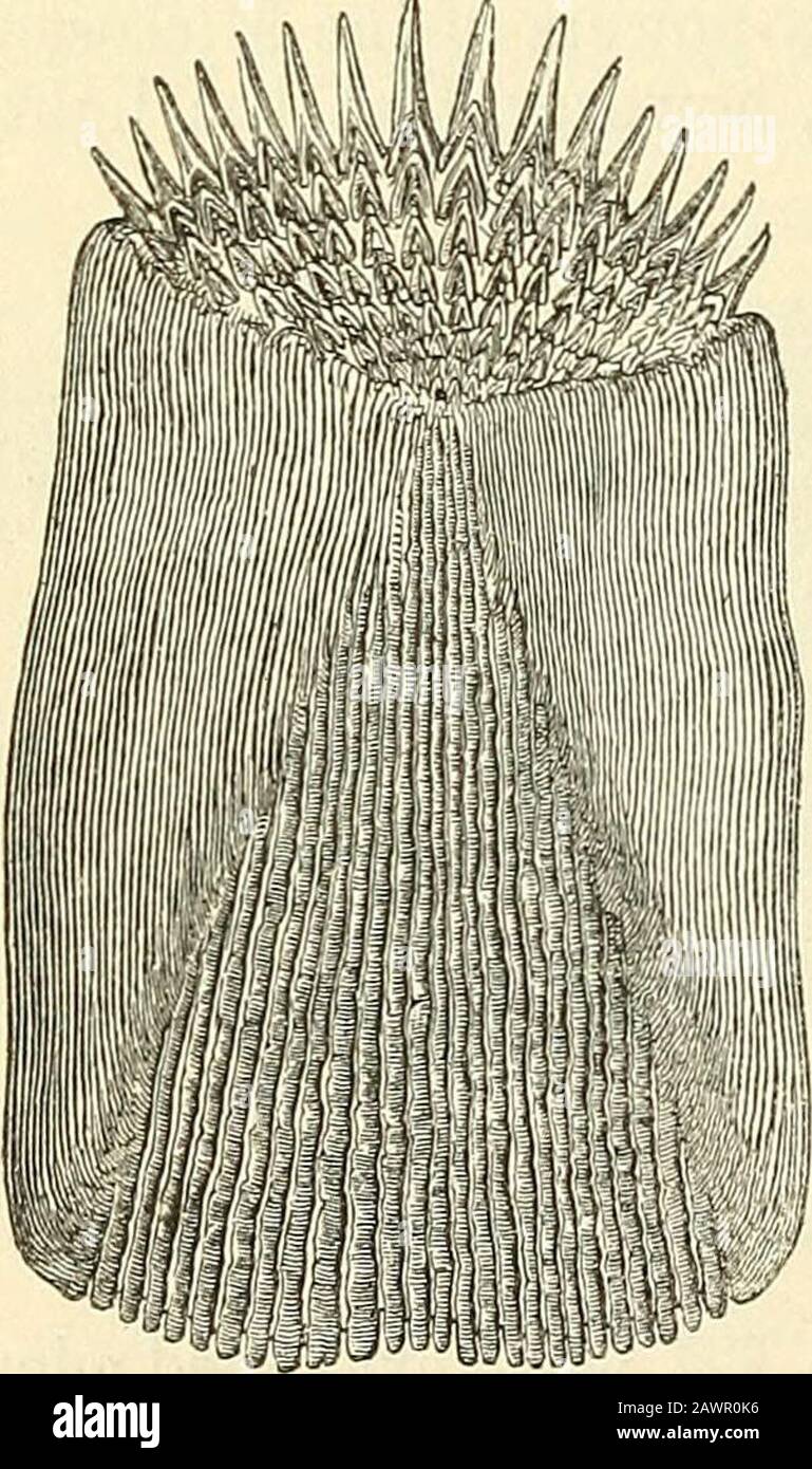 Cycloid scale hi-res stock photography and images - Alamy