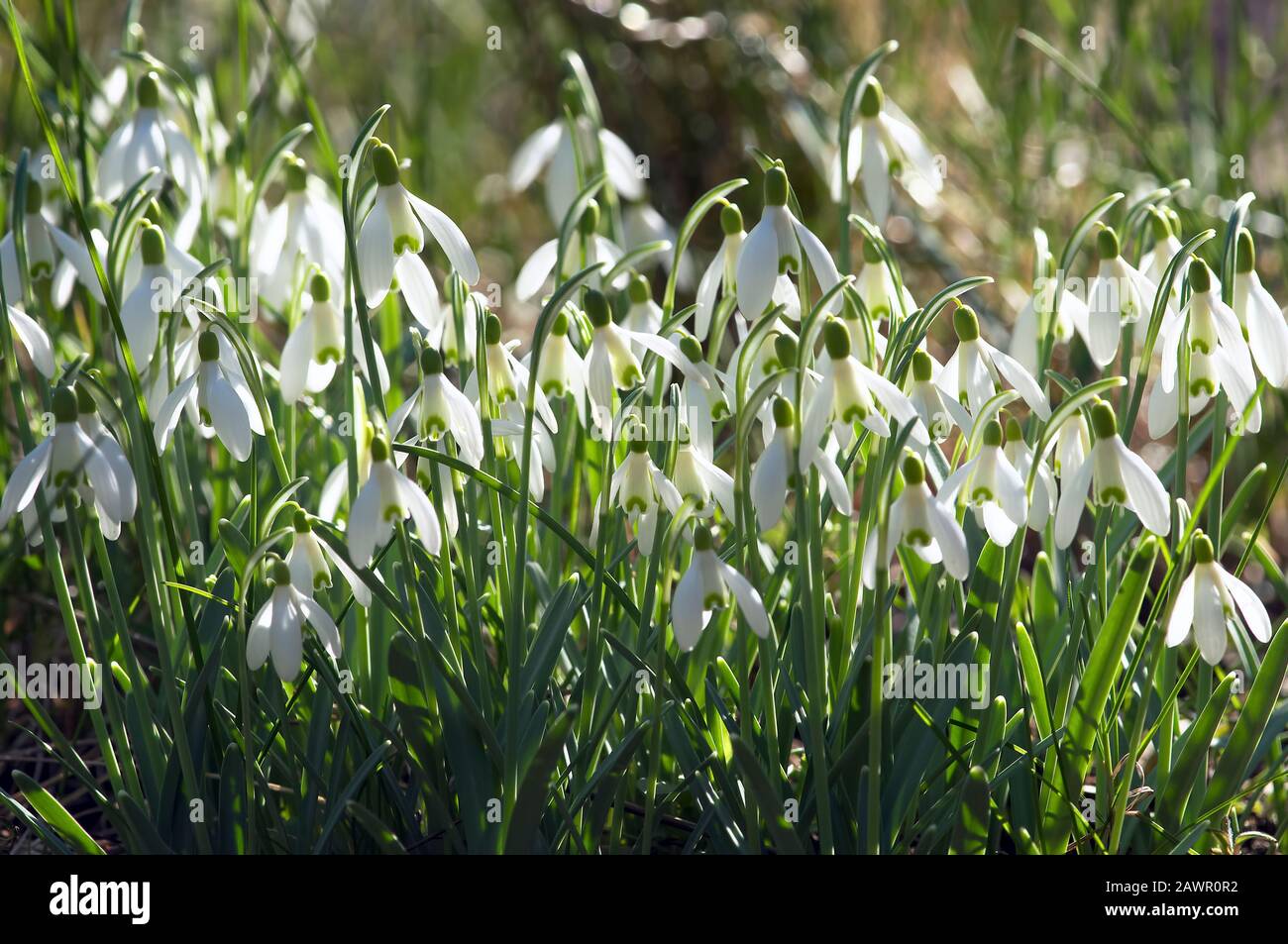 A mass planting of Common Snowdrops (Galanthus nivalis) backlit by the ...