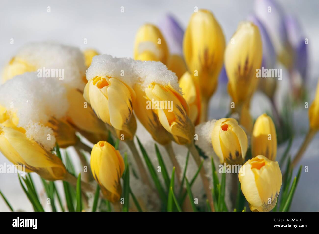Cluster of yellow crocuses covered in snow Stock Photo - Alamy