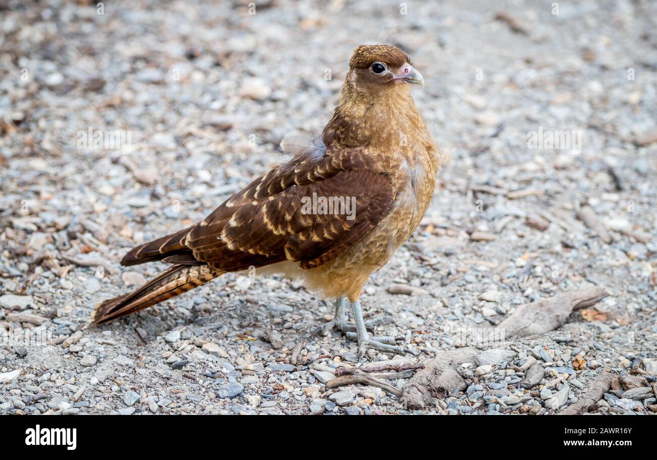 A Chimango caracara " Milvago chimango " looks for food along the ...