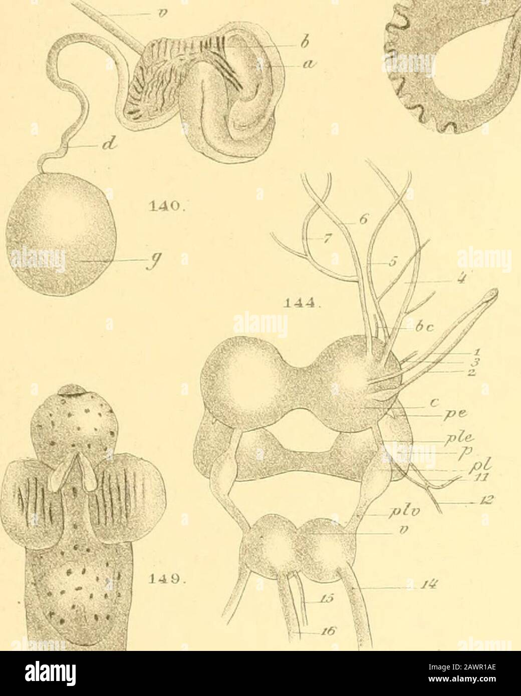 Thecosomata hi-res stock photography and images - Alamy