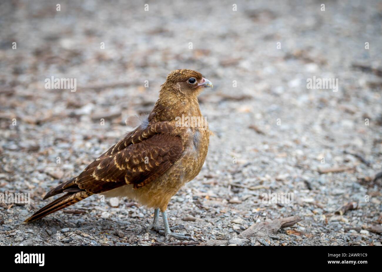 A Chimango caracara " Milvago chimango " looks for food along the ...