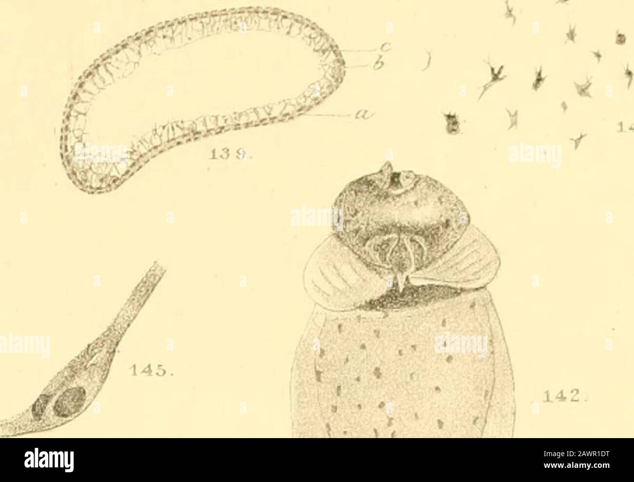 The Thecosomata and Gymnosomata of the Siboga-expedition Stock Photo ...