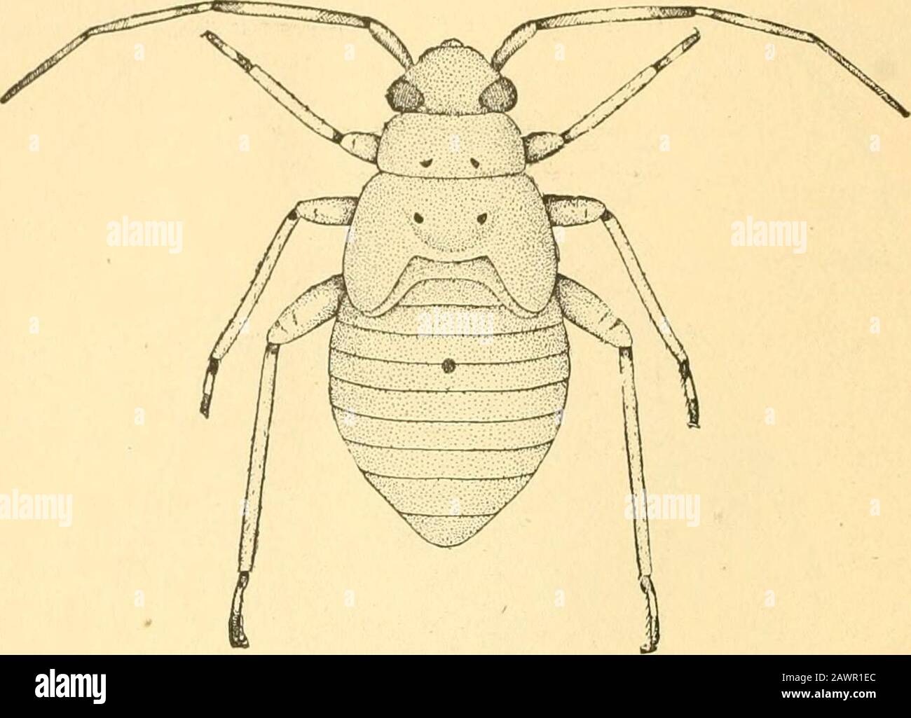 Report of the State Entomologist on the noxious and beneficial insects ...