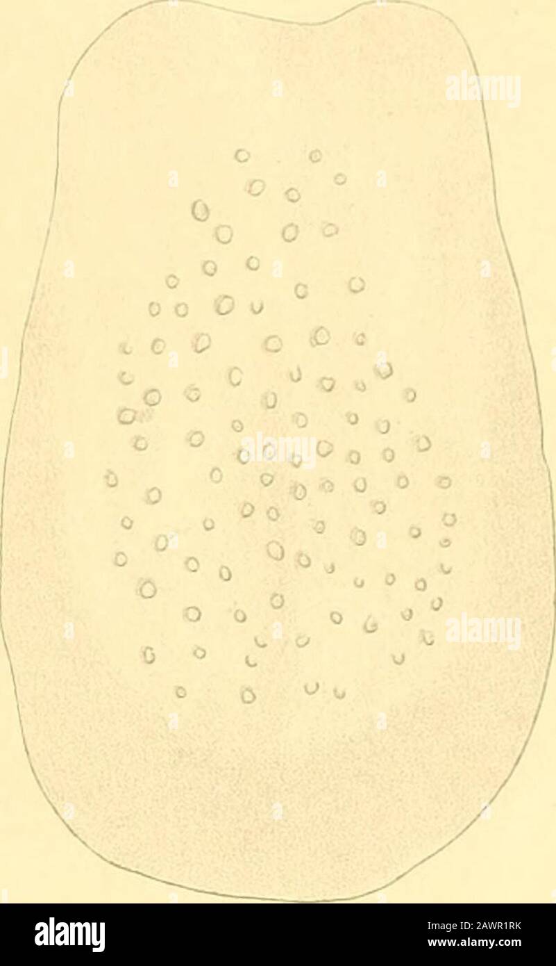 The Thecosomata and Gymnosomata of the Siboga-expedition . 109. 106 ...