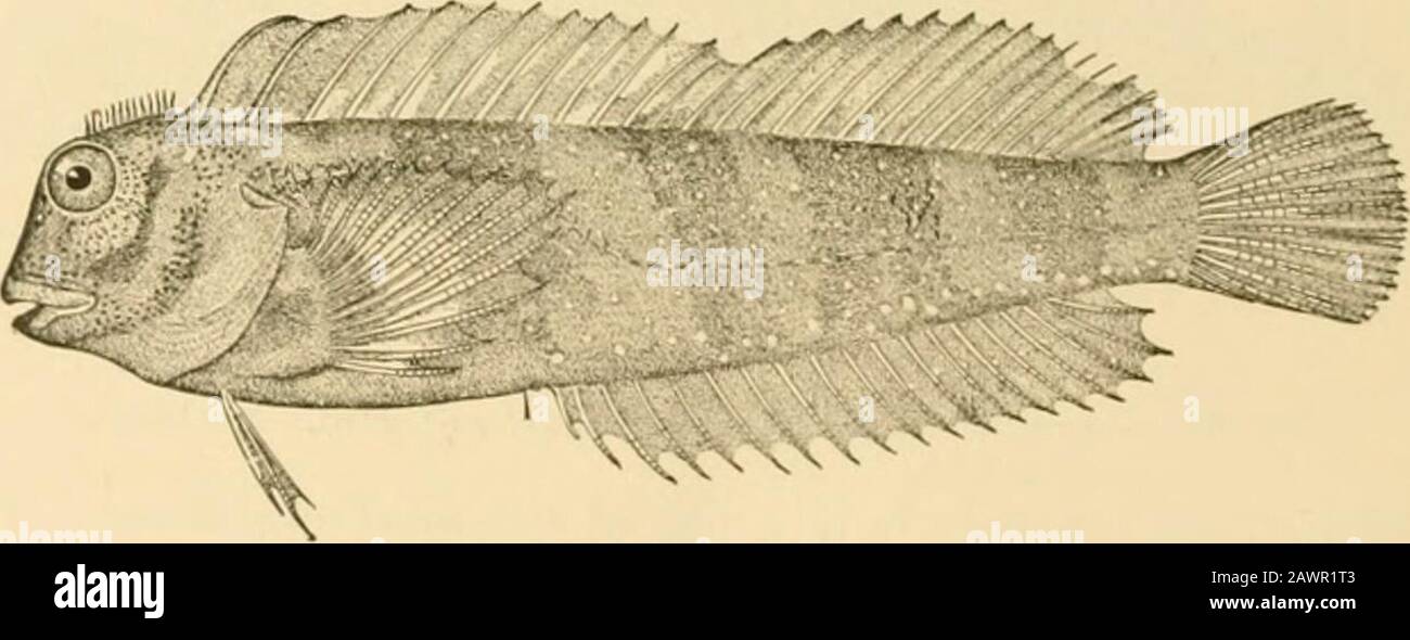 Fin comb hi-res stock photography and images - Alamy