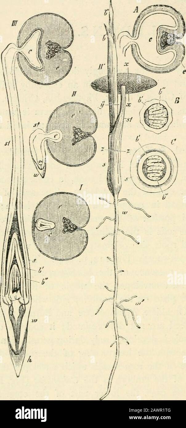 Text-book of botany, morphological and physiological . e seed (Fig. 388 ...