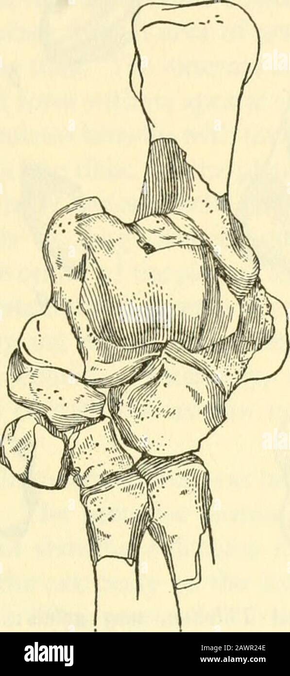 Smithsonian miscellaneous collections . o. 11088 (figs. 37(part) and38c ...