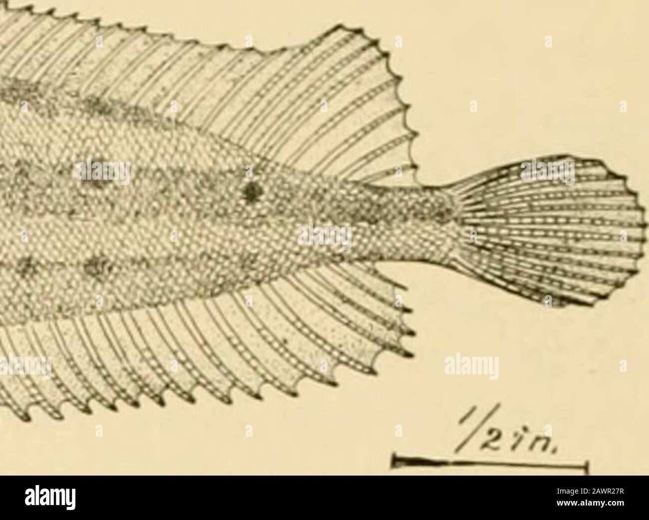 Fin comb hi-res stock photography and images - Alamy