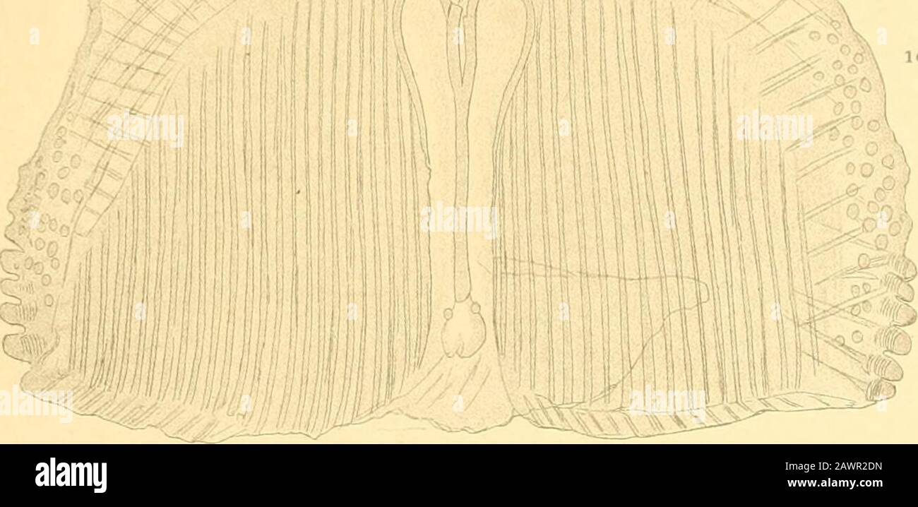 The Thecosomata and Gymnosomata of the Siboga-expedition . -?,^*rs.4 ...