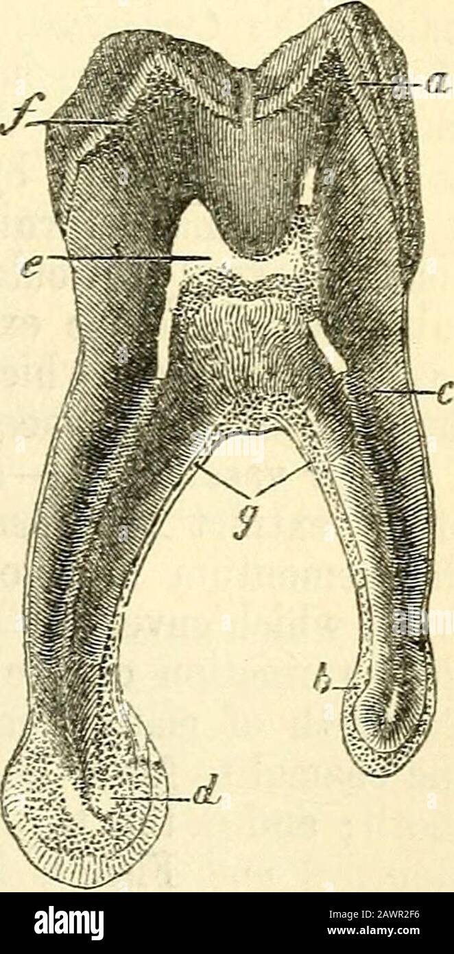 The microscope and its revelations . or Crusta Petrosa.—The Enamel is ...