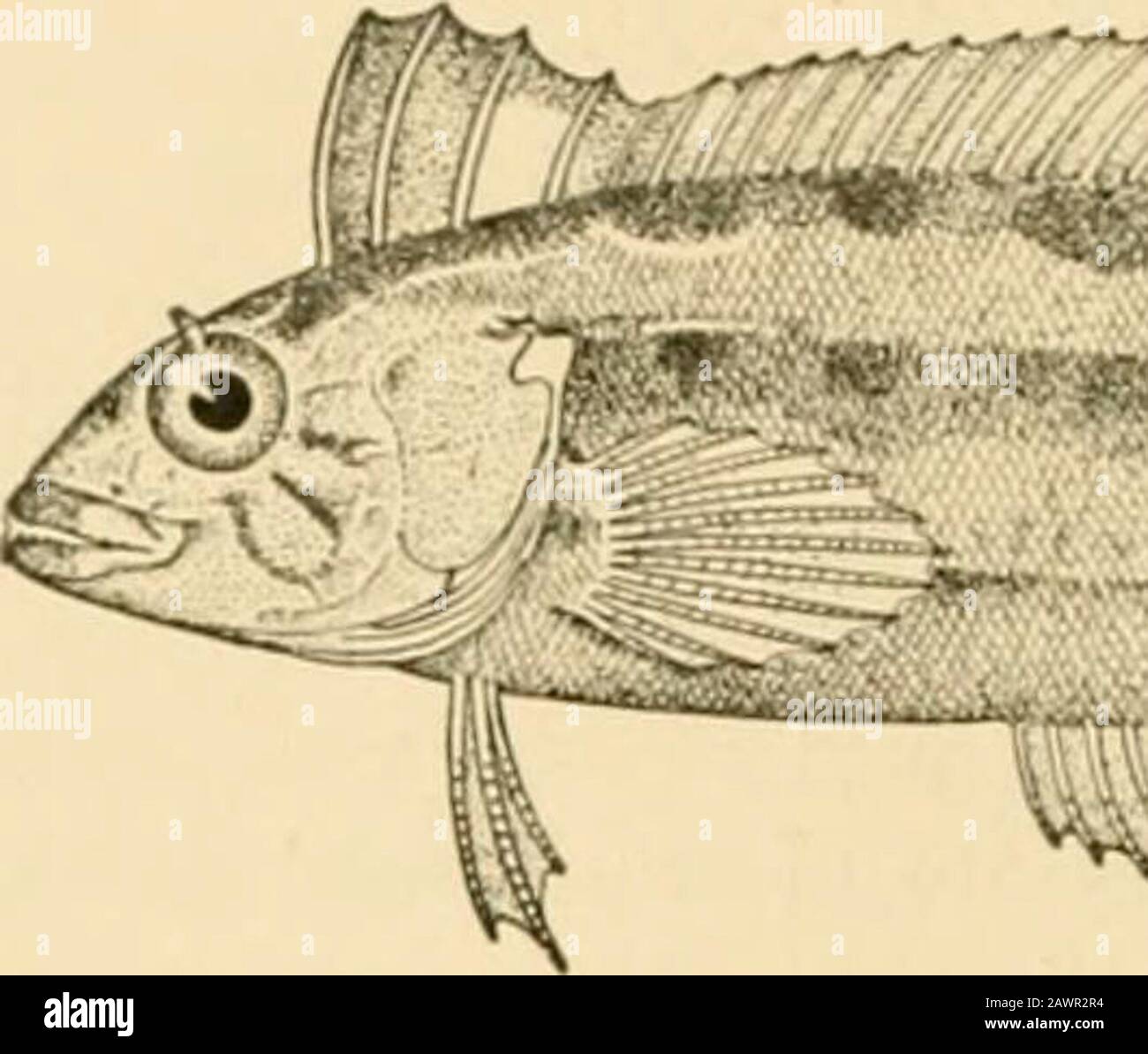 Sarcastic fish hi-res stock photography and images - Alamy