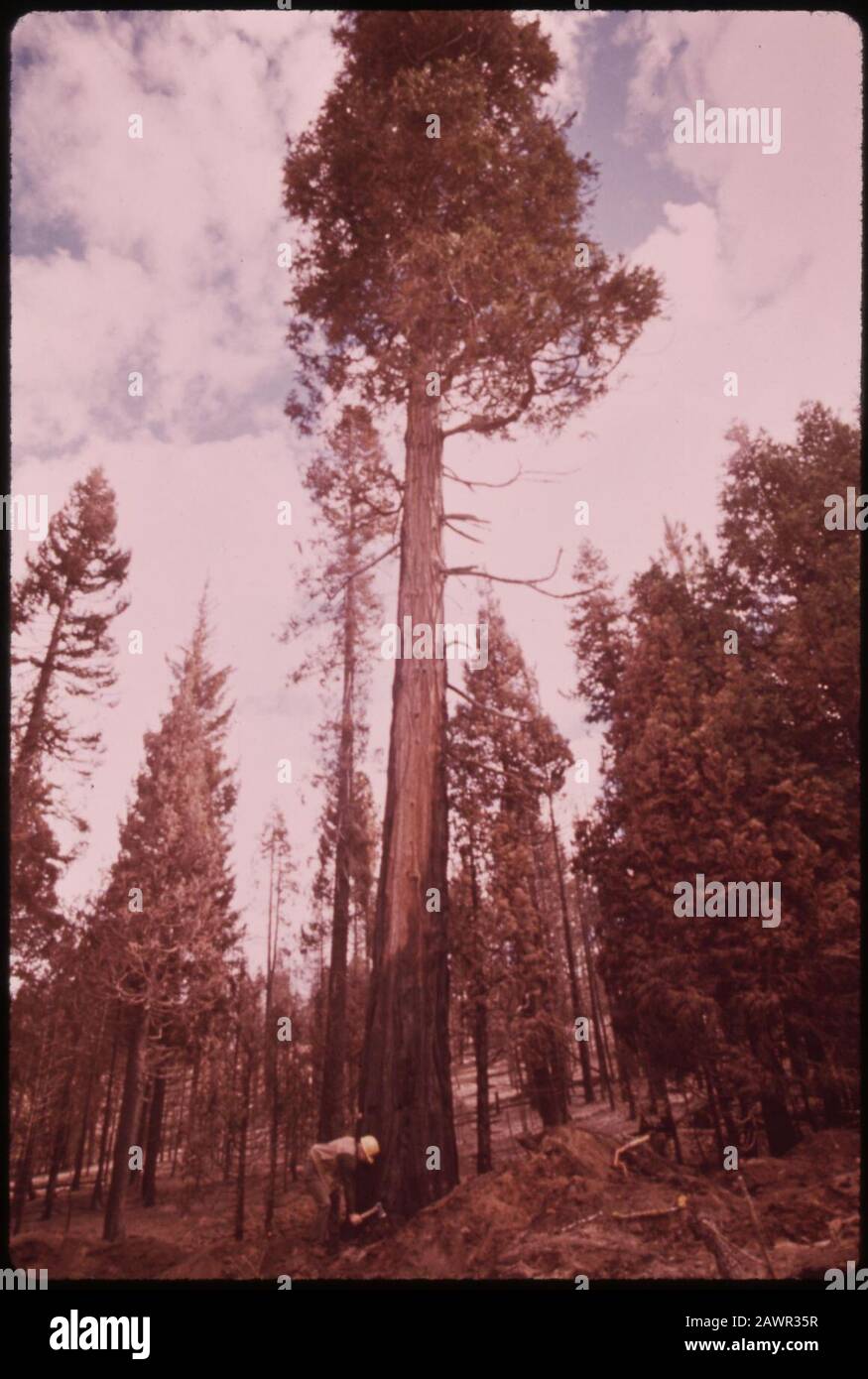 Cambium layer hi-res stock photography and images - Alamy