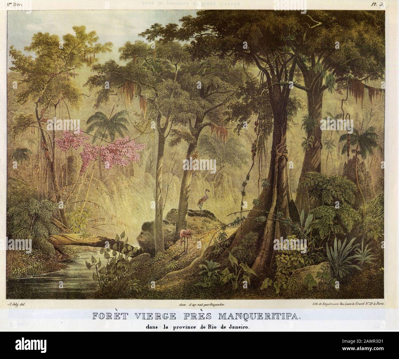 Forèt Vierge Près Manqueritipa Stock Photo - Alamy