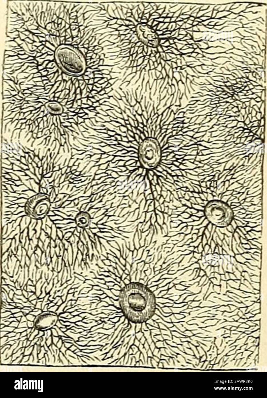 The microscope and its revelations . Fig. 302. Perpendicular section of ...