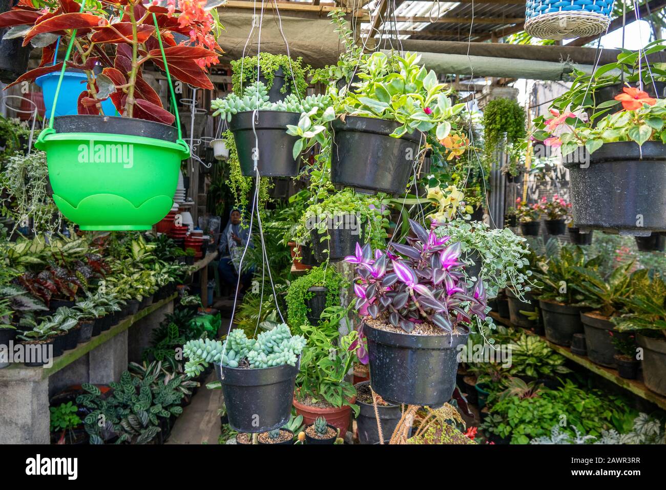 Flower store with beautiful exotic plants in pots Stock Photo - Alamy