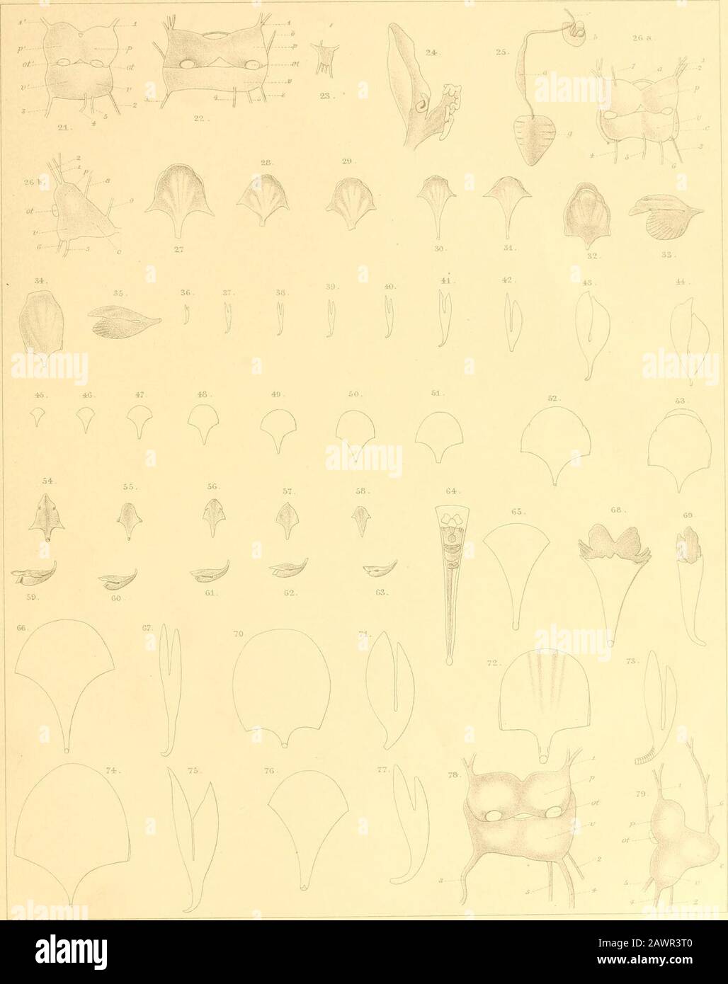The Thecosomata and Gymnosomata of the Siboga-expedition . very much ...
