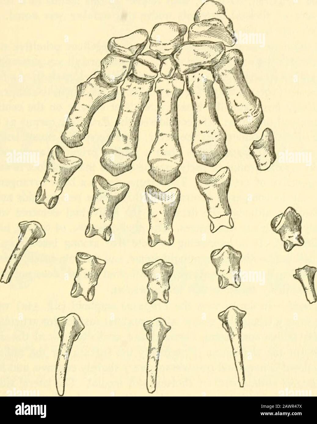 Smithsonian miscellaneous collections . hillsii. new species; olecranon ...