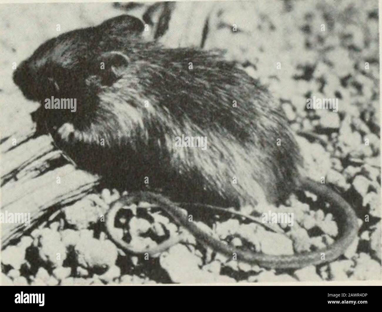 Old world rats hi-res stock photography and images - Alamy