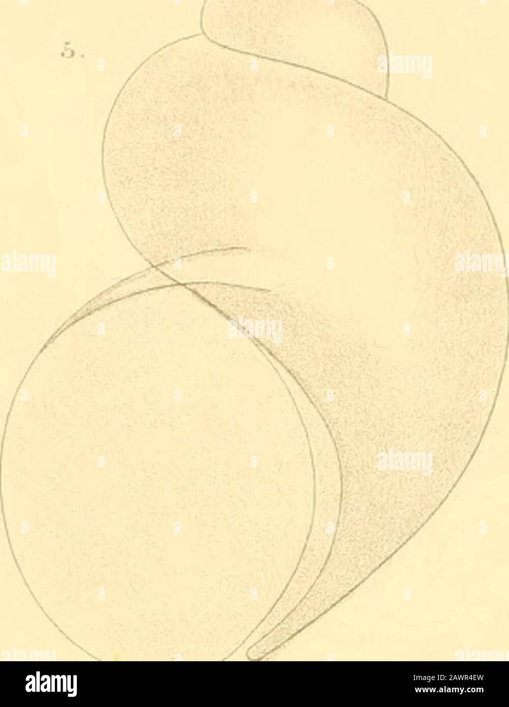 The Thecosomata and Gymnosomata of the Siboga-expedition . z ...
