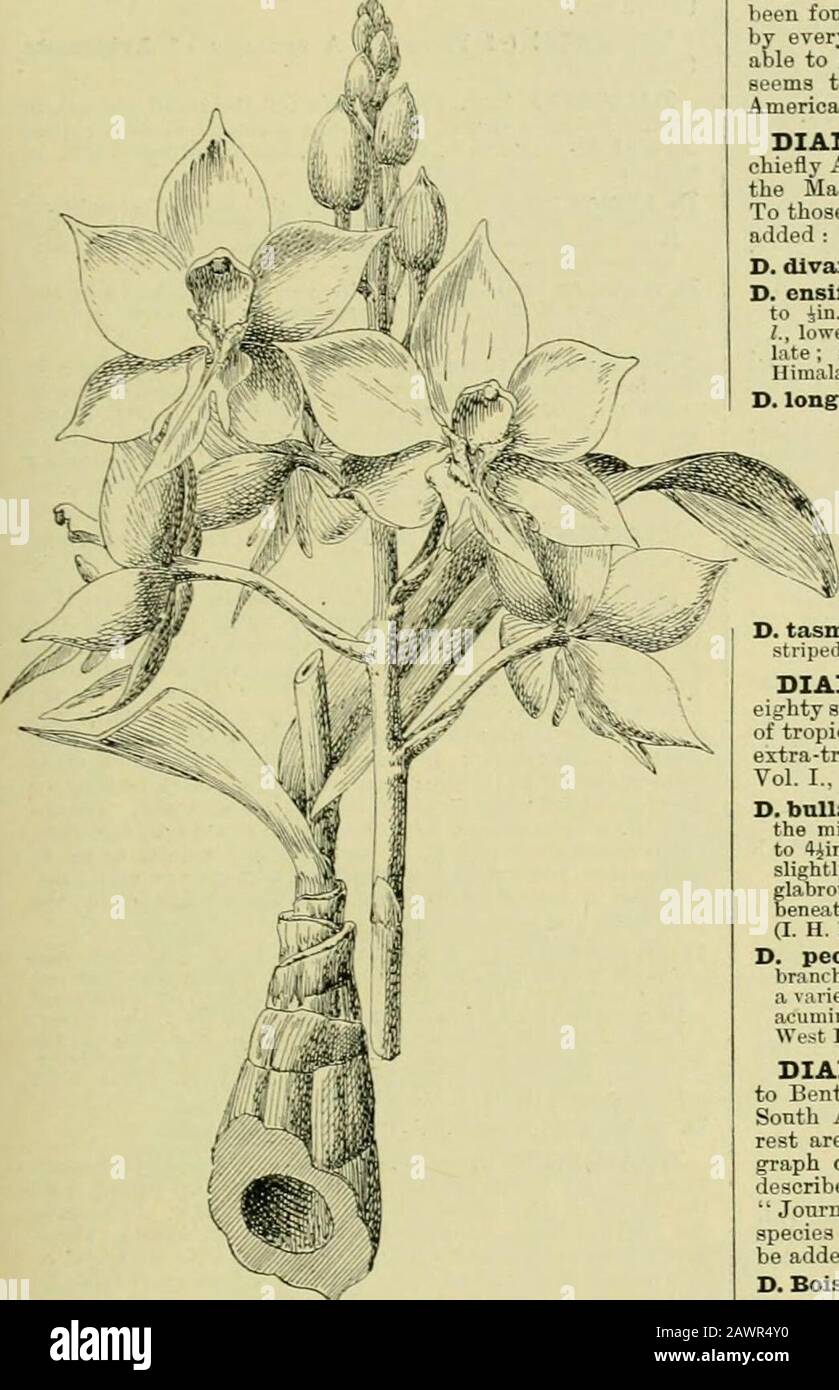 Petaloid base hi-res stock photography and images - Alamy