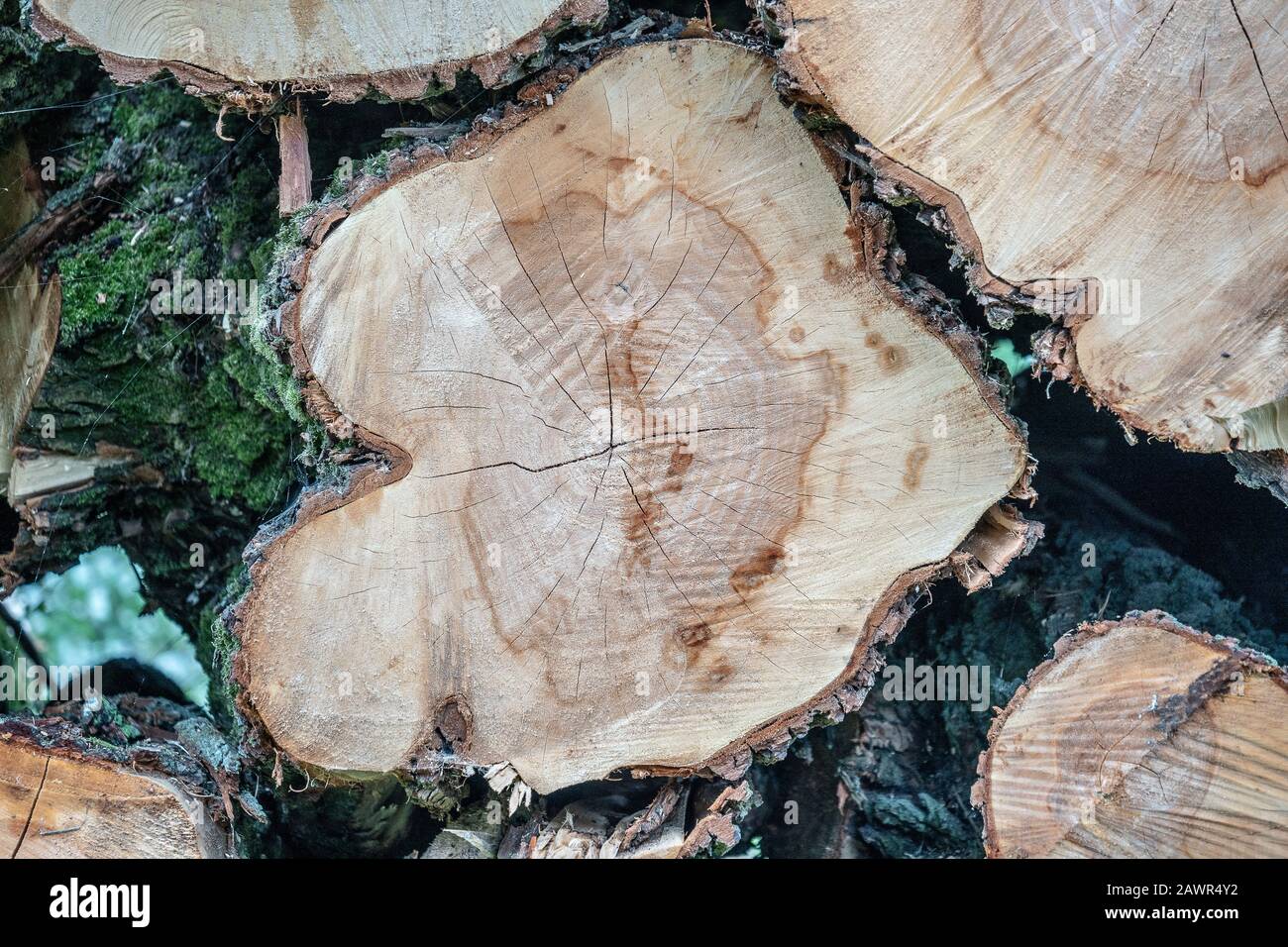 Stunning shot of piled tree trunks with beautiful grain patterns Stock ...