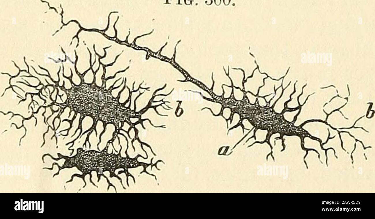 The microscope and its revelations . versian canal, 3, showing the ...