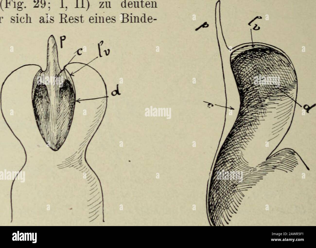 Sitzungsberichte der Gesellschaft Naturforschender Freunde zu Berlin ...