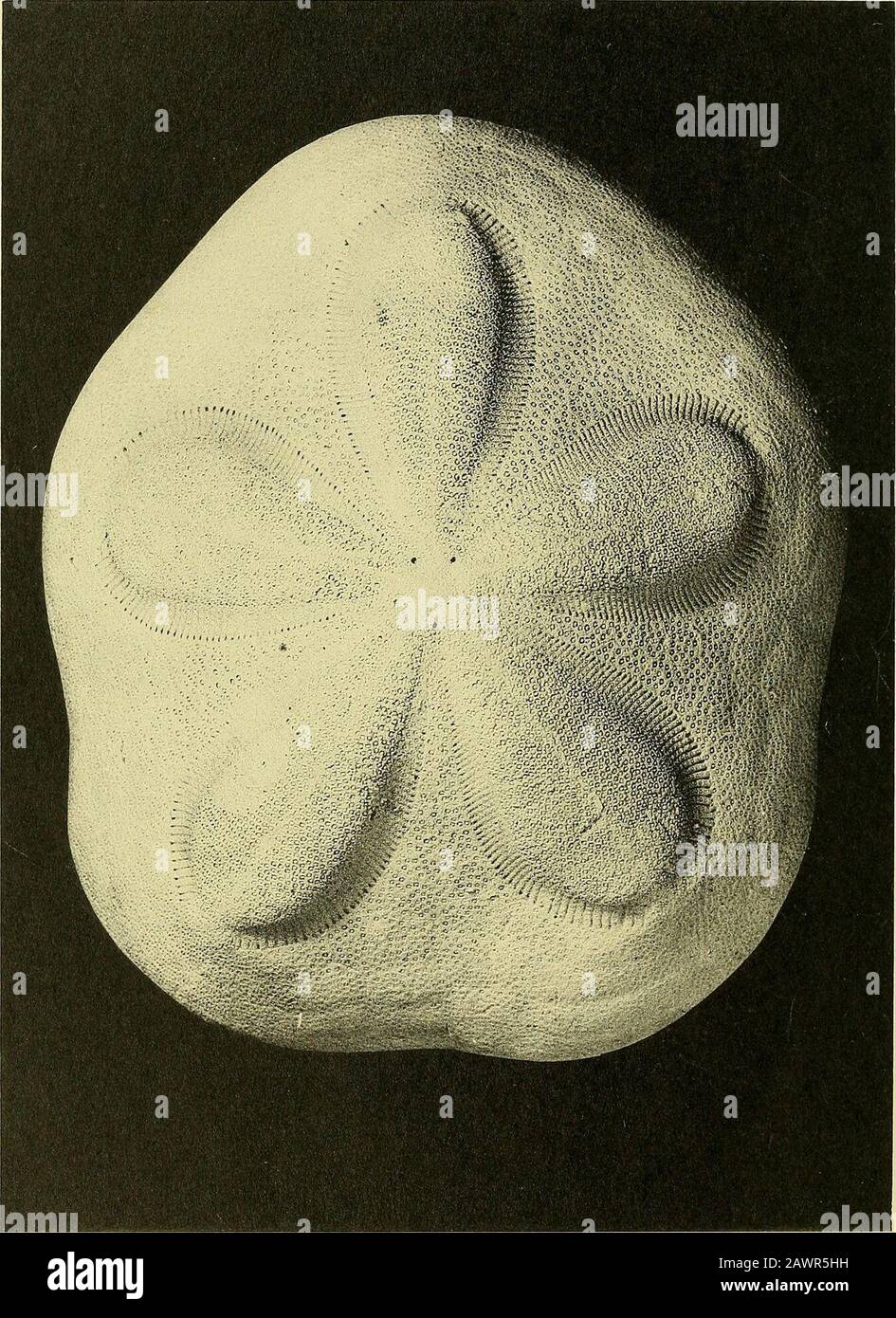 Smithsonian miscellaneous collections . Clypeaster subdepressus (Gray ...