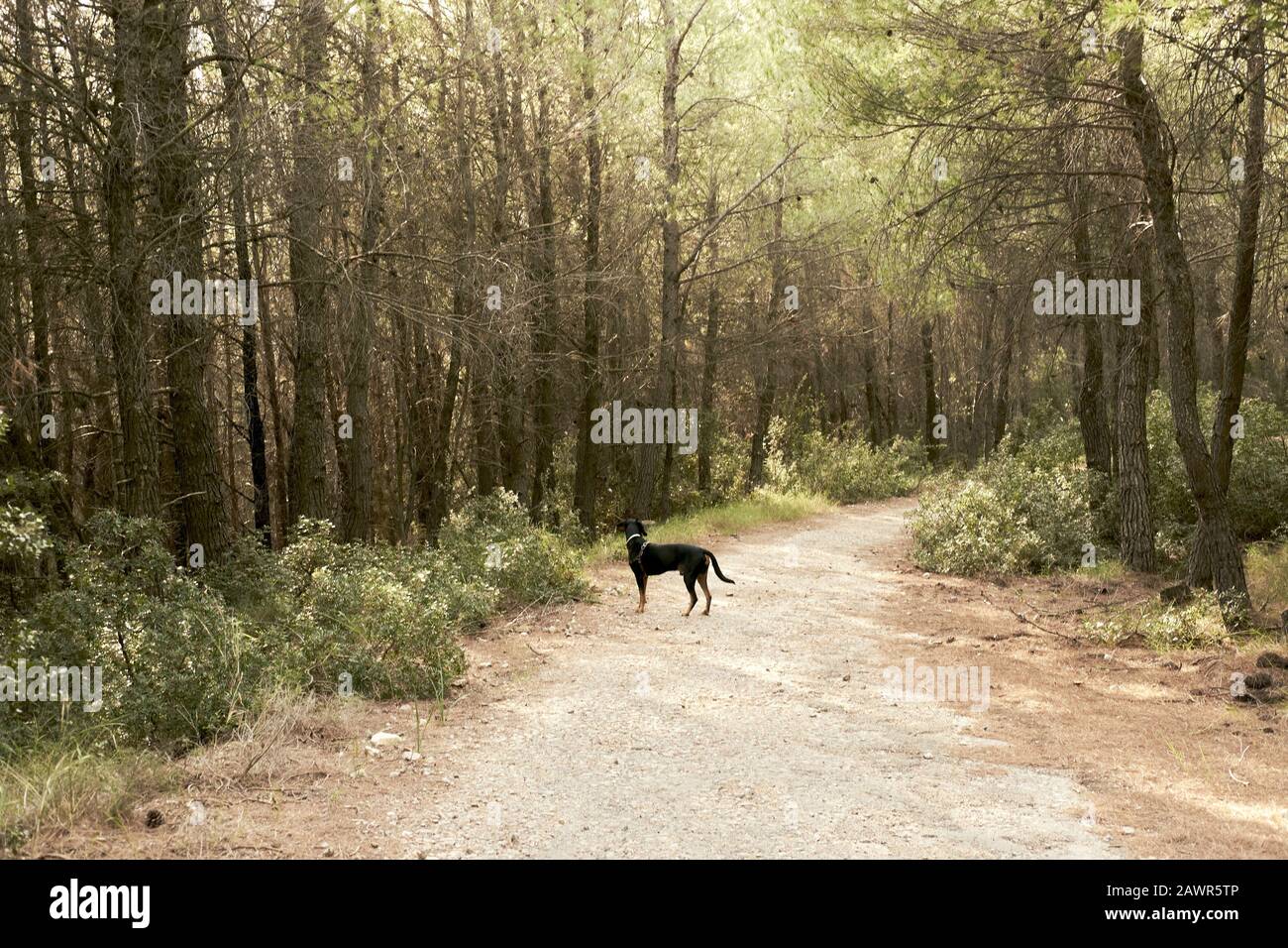 Greek hound hi-res stock photography and images - Alamy