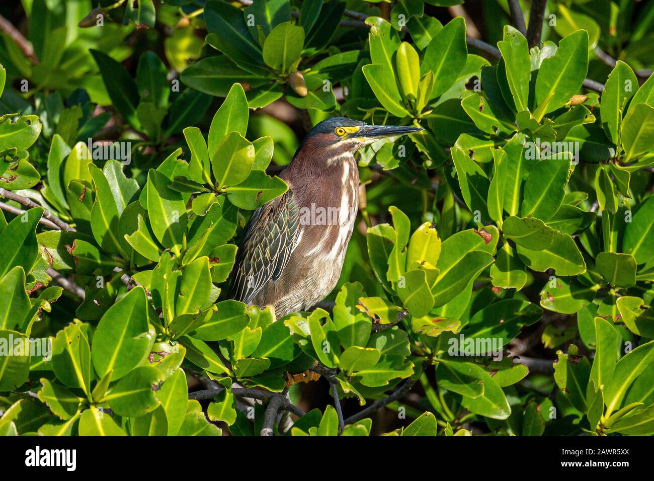 Adult Green heron(Butorides virescens) perched in mangrove tree Florida ...