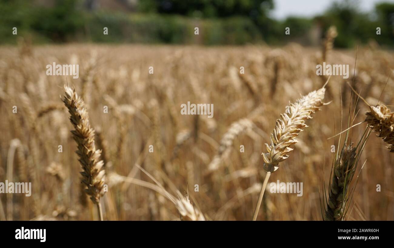 Rye spike triticale hi-res stock photography and images - Alamy