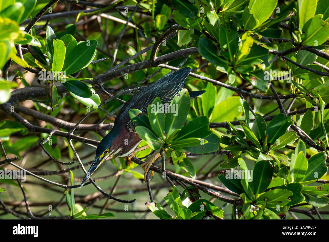 Adult Green heron(Butorides virescens) perched in mangrove tree Florida ...