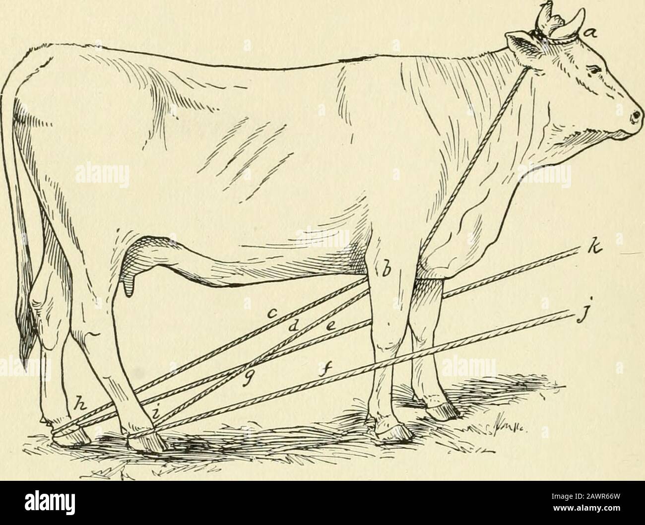 Restraint of domestic animals; a book for the use of students and ...