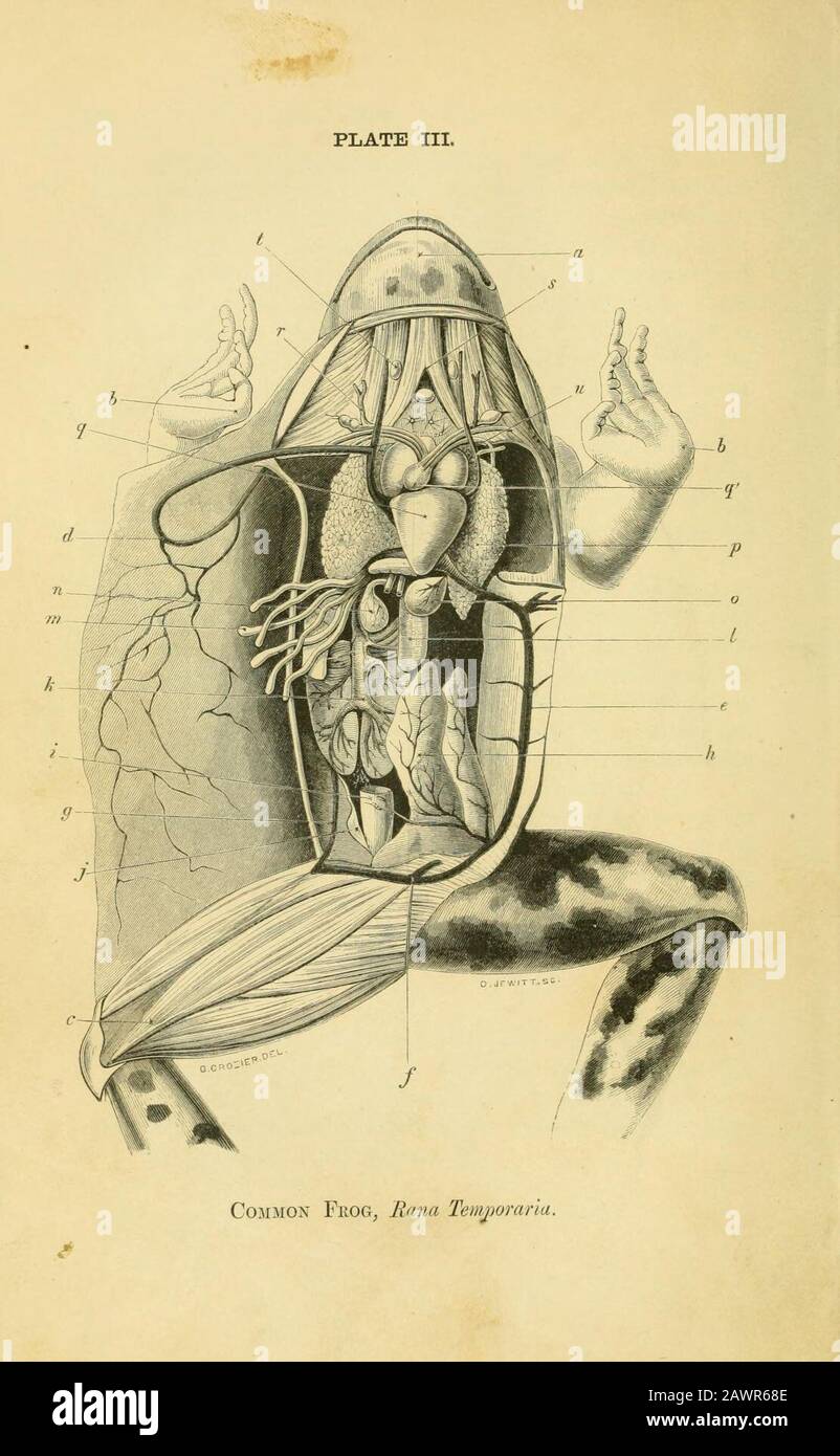 Forms of animal life (Plate III Stock Photo - Alamy