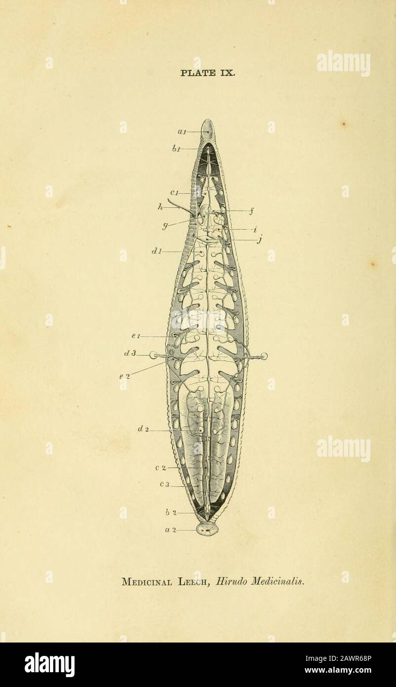 Historical life forms hi-res stock photography and images - Alamy