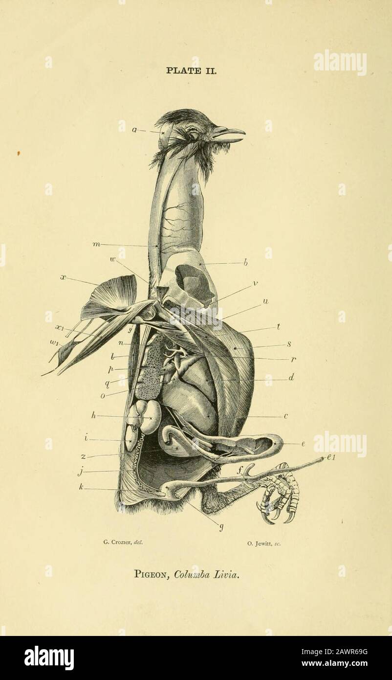 Forms of animal life (Plate II Stock Photo - Alamy