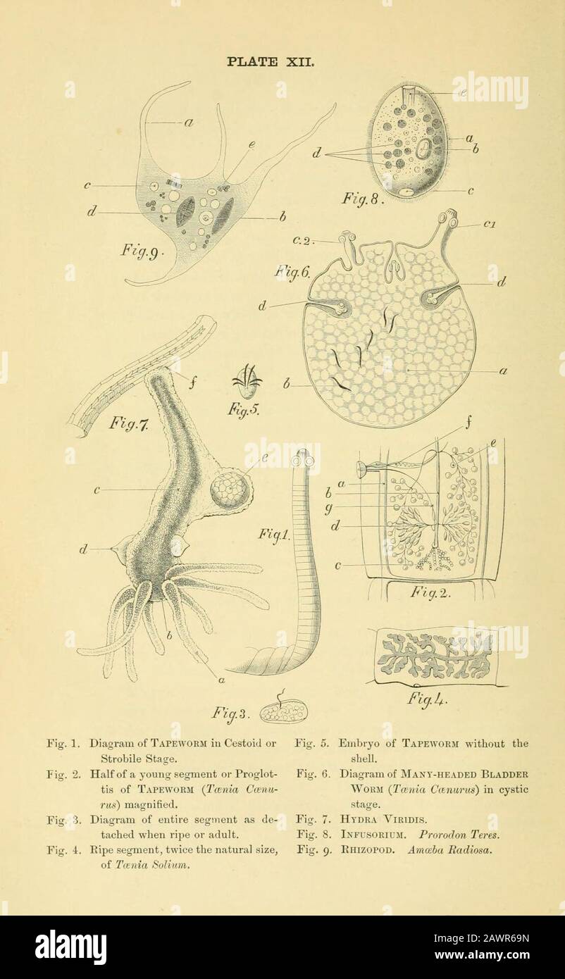 Forms of animal life (Plate XII Stock Photo - Alamy