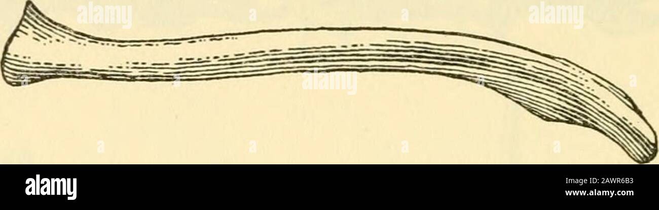 Trogosus hi-res stock photography and images - Alamy